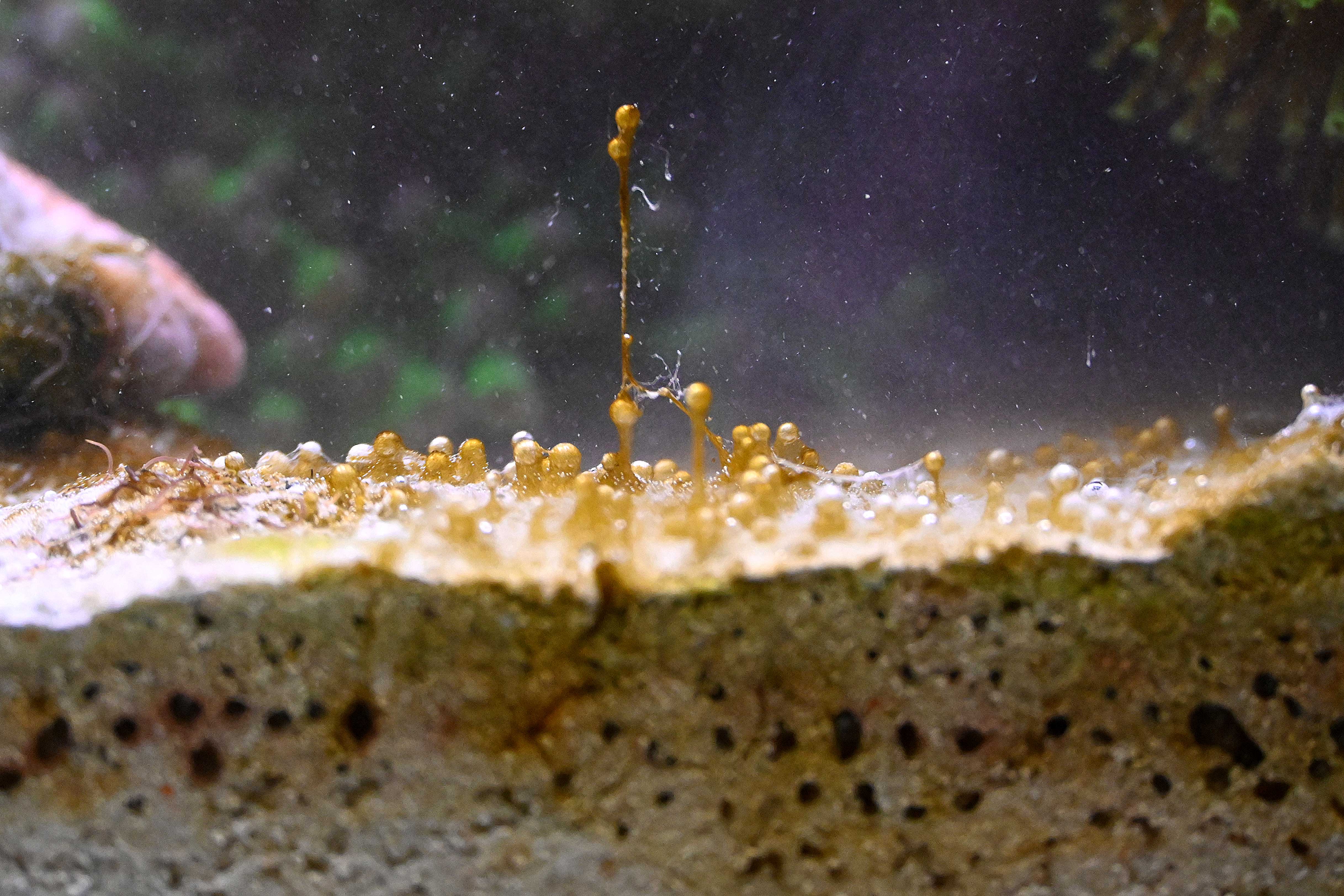 Guide pratique sur les dinoflagellés : les identifier, comprendre leur – Beastore